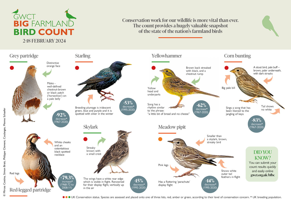 Bird Identification Guides - Big Farmland Bird Count